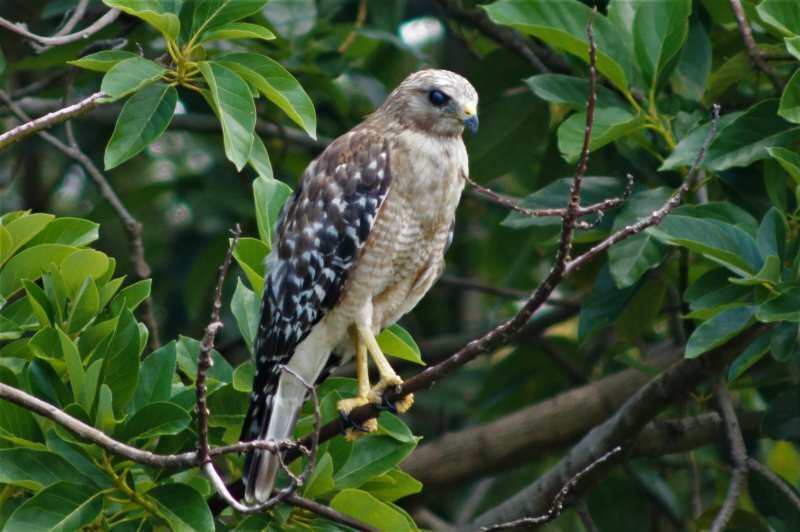 Hawk in Mango tree (3) up close - Converted Albums - Wings of Glory ...