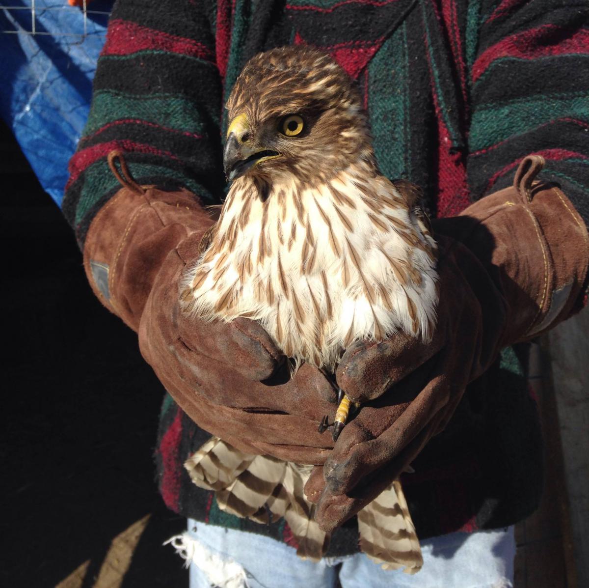 My wife and I caught a hawk. - Lounge - The Klipsch Audio Community