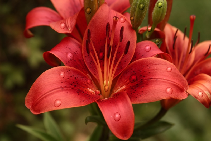 Easy Waterdrops Updated - Creations - Paint.NET Forum