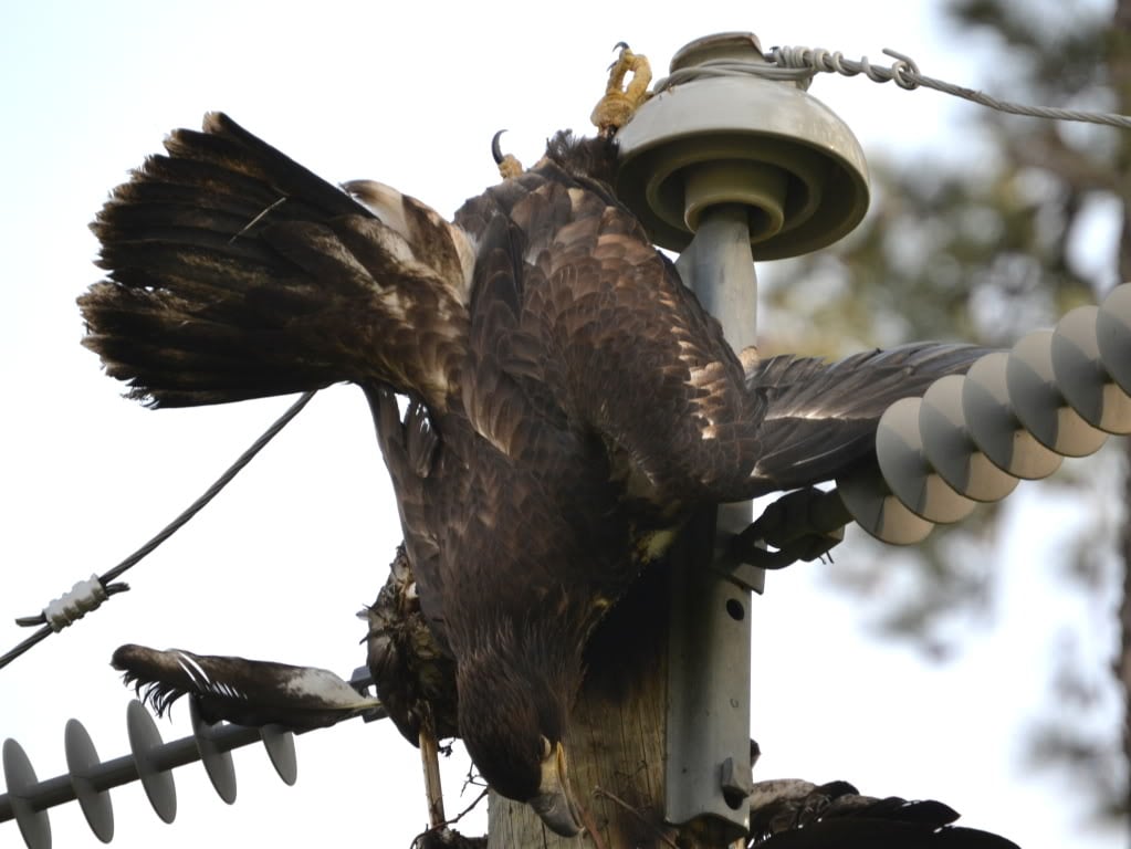 USFWS to issue programmatic environmental impact statement on ...
