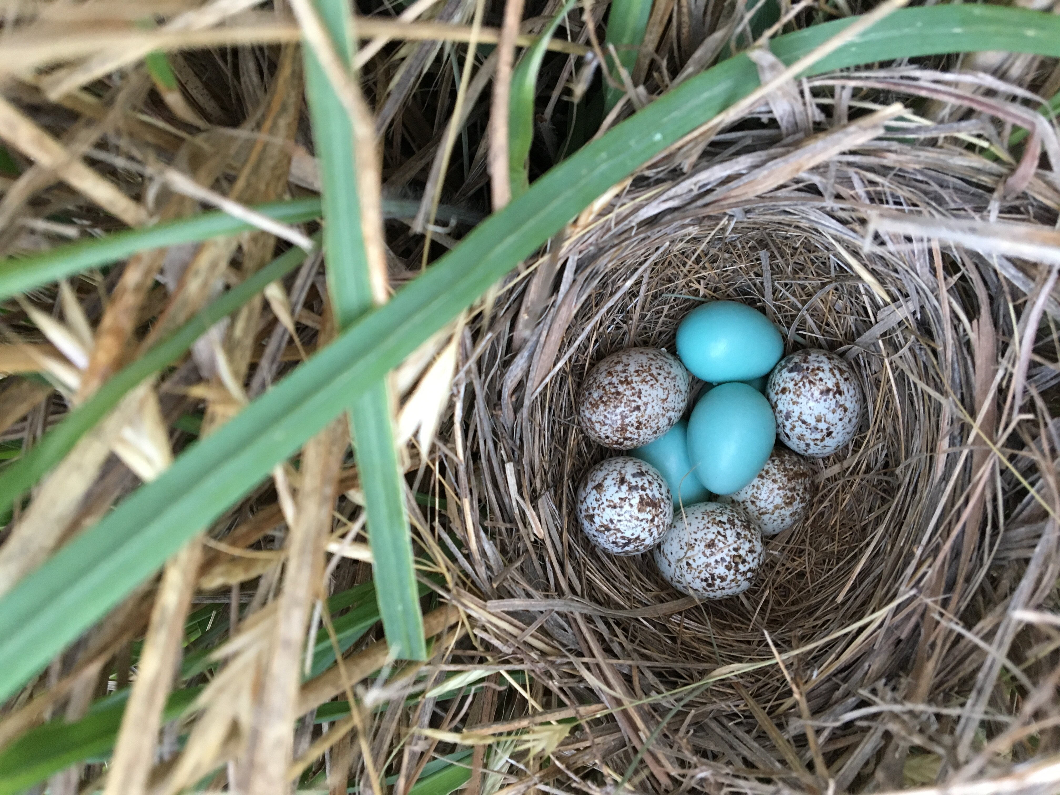 Nest technicians, grassland songbirds - Short-term Positions ...