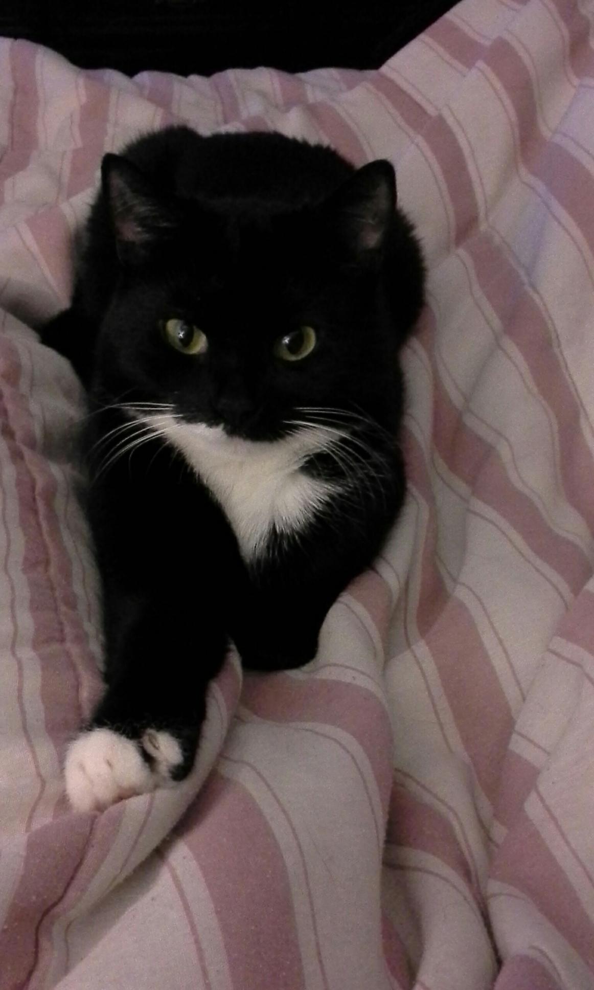 Pets/Animals - what kind and how many do you own - Ramble On - Led ...