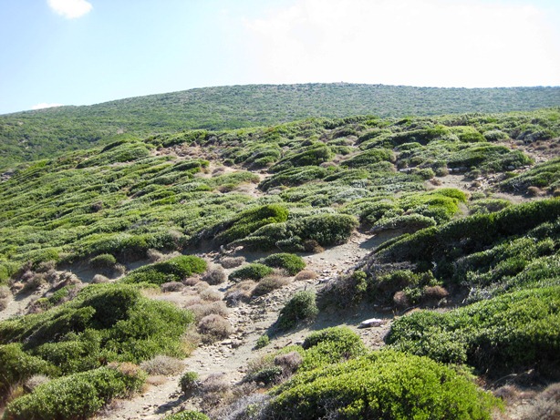 Kiretch Tepe Sirt - Gallipoli - The Great War (1914-1918) Forum