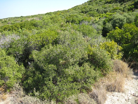 Kiretch Tepe Sirt - Gallipoli - The Great War (1914-1918) Forum
