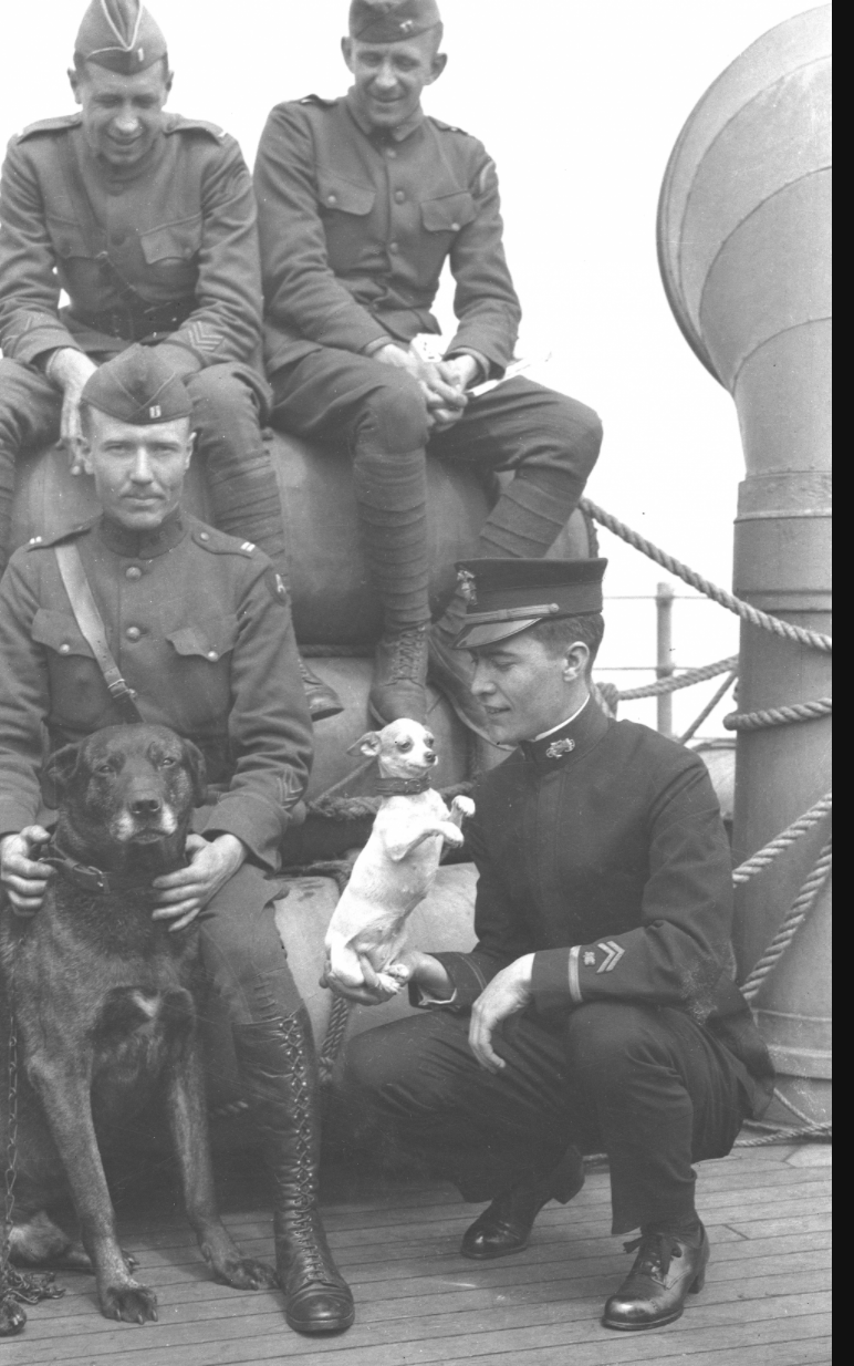 The Dogs of War: Canine heroes of WWI - Soldiers and their units - The ...