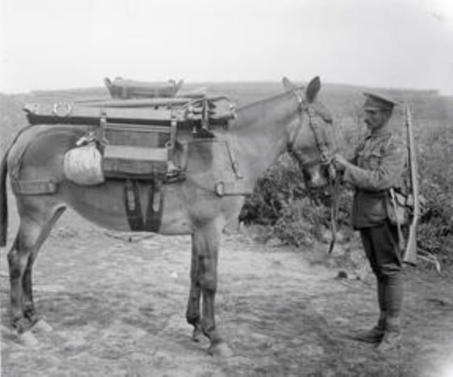 3.7 inch Mountain Howitzer Mule loads - Northumbrian Gunner meanderings ...