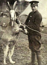 British Veterinary Field Units - Page 2 - Soldiers and their units ...