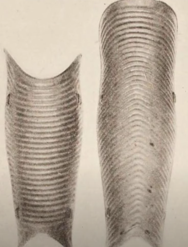 French body armor? - Other Equipment - The Great War (1914-1918) Forum