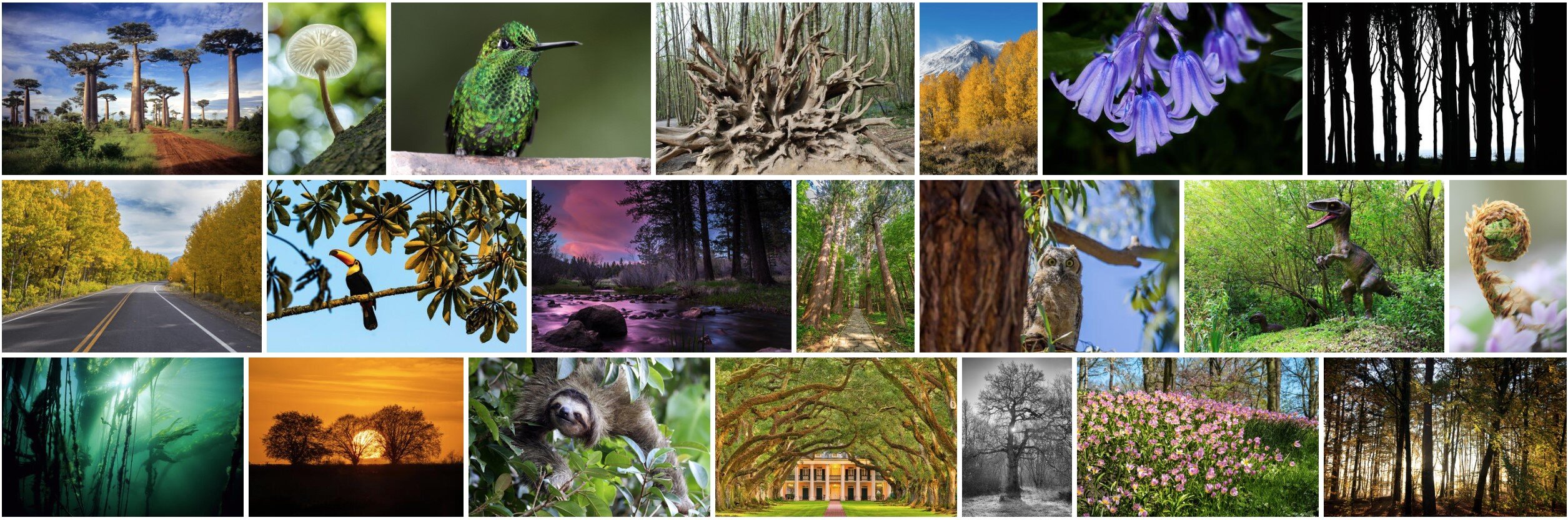 November POTM: Forests - Page 7 - Let's talk about pics - Alamy