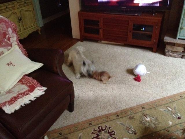 Meet Lucy, the newest member of our family! - Cairn Life - CairnTalk