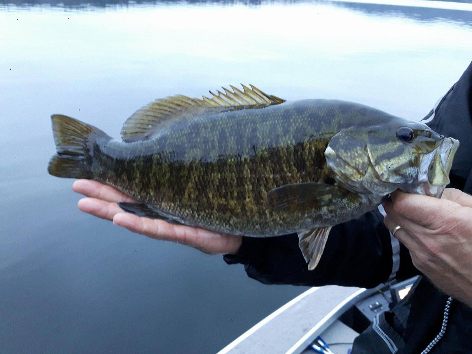Achigan à petite bouche d'automne du lac Massawippi en Estrie - Albums ...