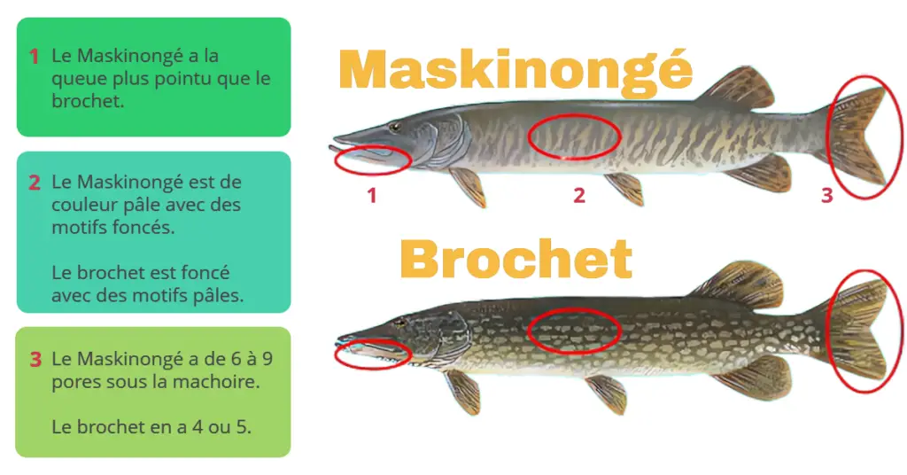 Brochettes ou maskinongé - Autour d'la tasse de café ! - Pêche QC
