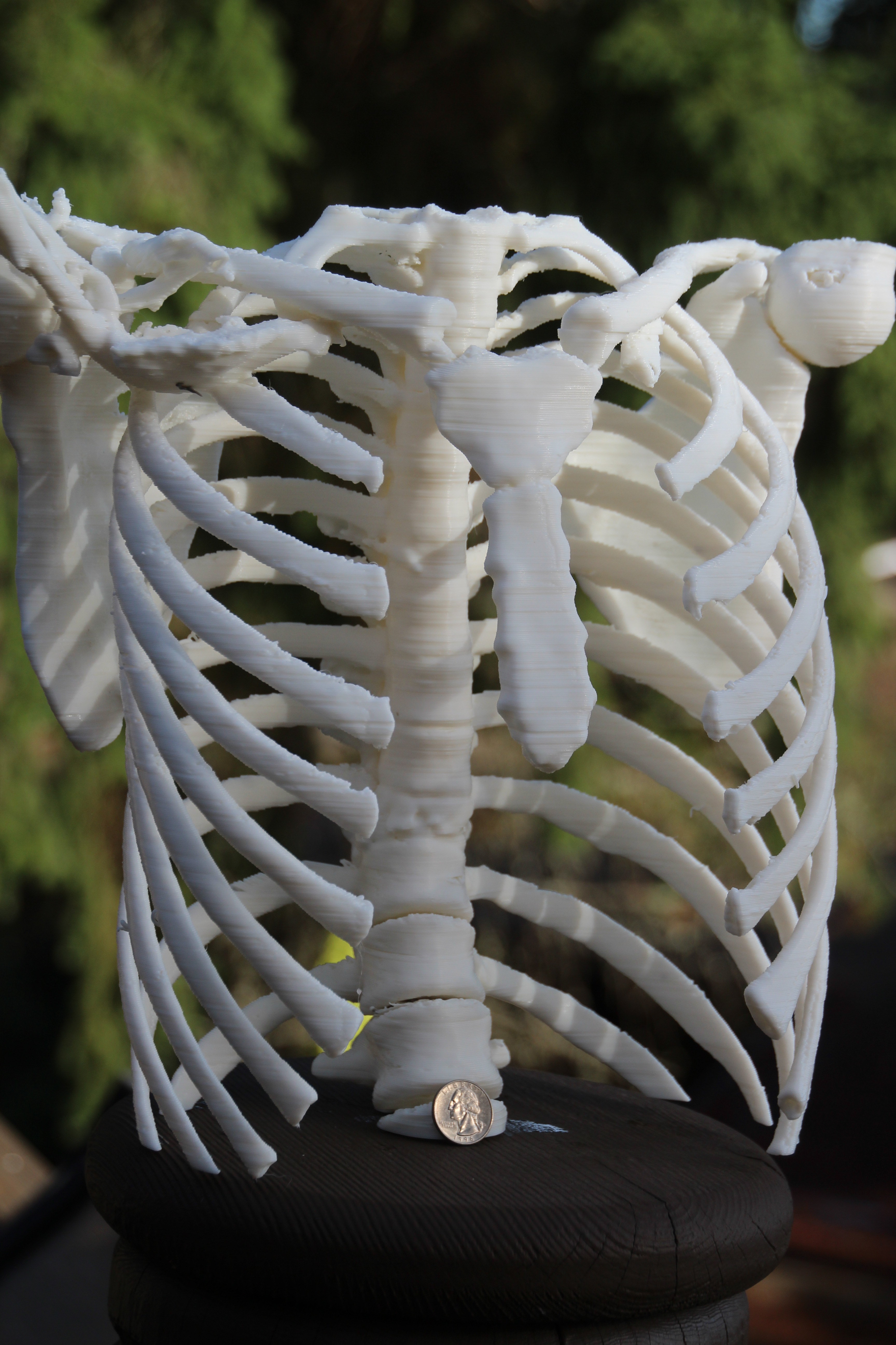 Full size Thorax 3D print - 3D Printable Models - embodi3D.com