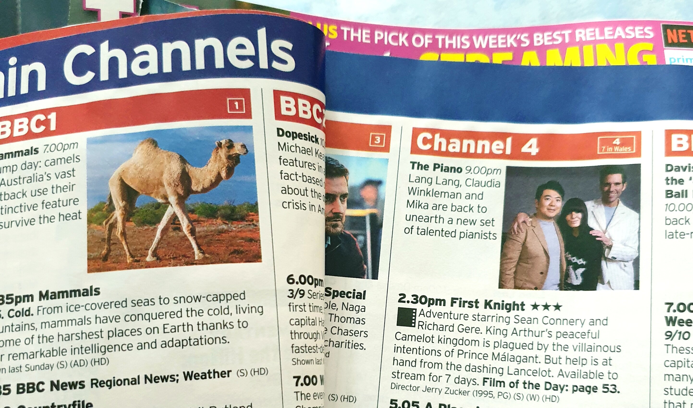 Camels Galore - General Chin Wagging - Mika Fan Club