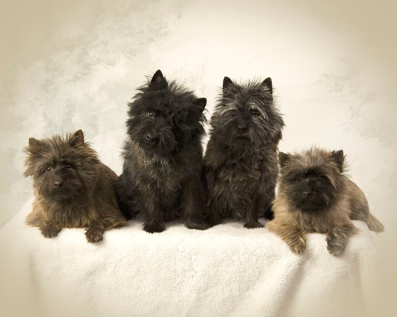 Echo-Haggis-Barley-Stella - Members' Albums - CRCTC