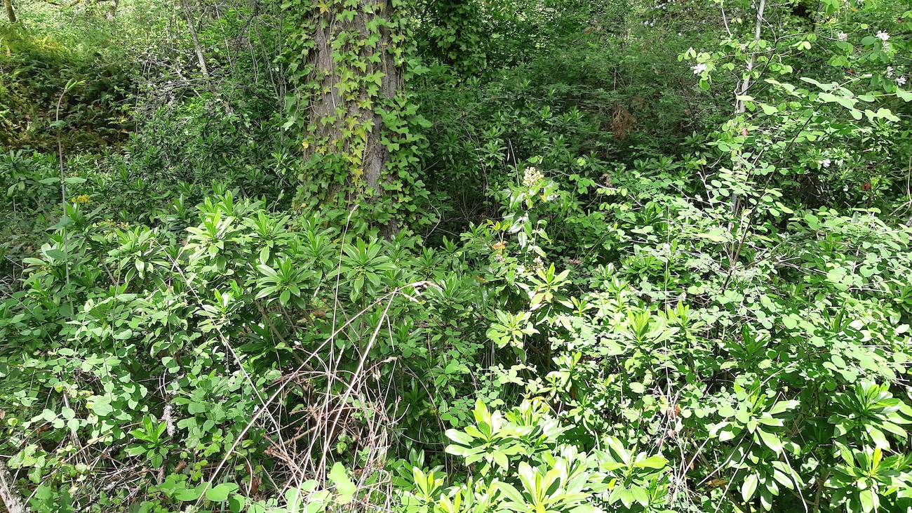 New Biodiversity Strategy fails to address crisis in Saanich Parks ...