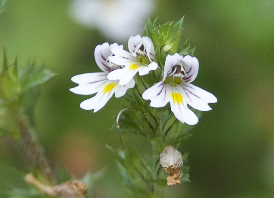 Euphrasia nemorosa (Common Eyebright) - Plant species of the Discovery ...