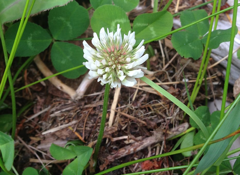 Trifolium repens (White Clover) - Plant species of the Discovery ...