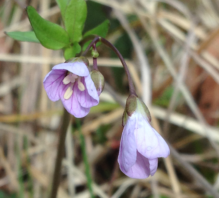 Cardamine nuttallii (Slender Toothwort) - Plants species of the ...