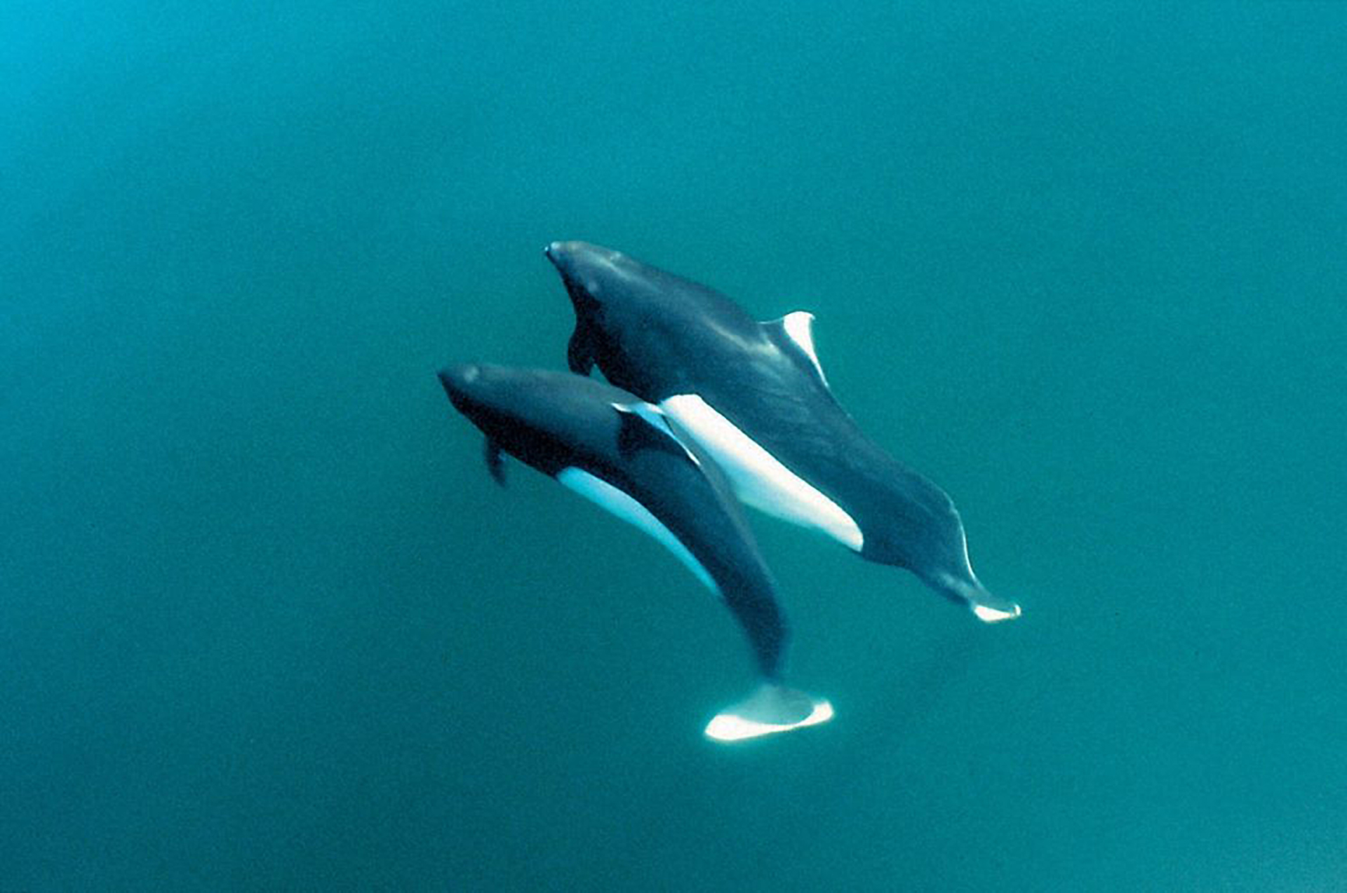 Phocoenoides dalli (Dall's Porpoise) - Animal species of the Discovery ...