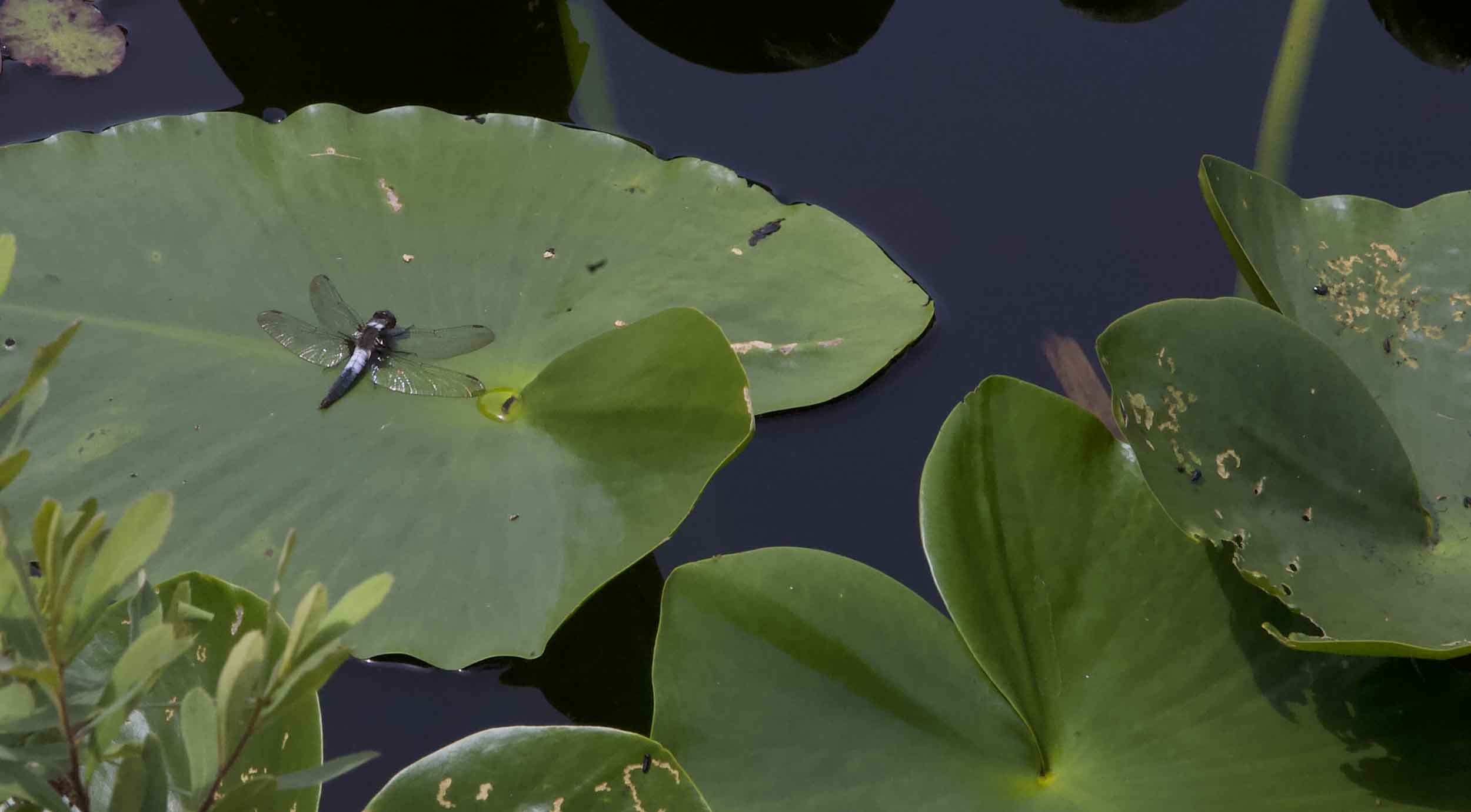 Photographs and other observations about the Mud Lake-Nighthawk Lake ...