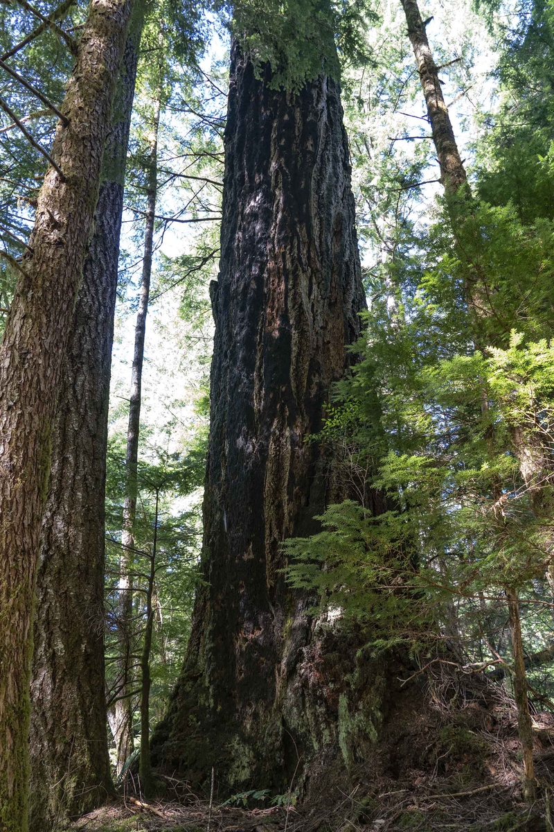 Luoma Creek Grove - Quadra Island old-growth - Discovery Islands Forest ...