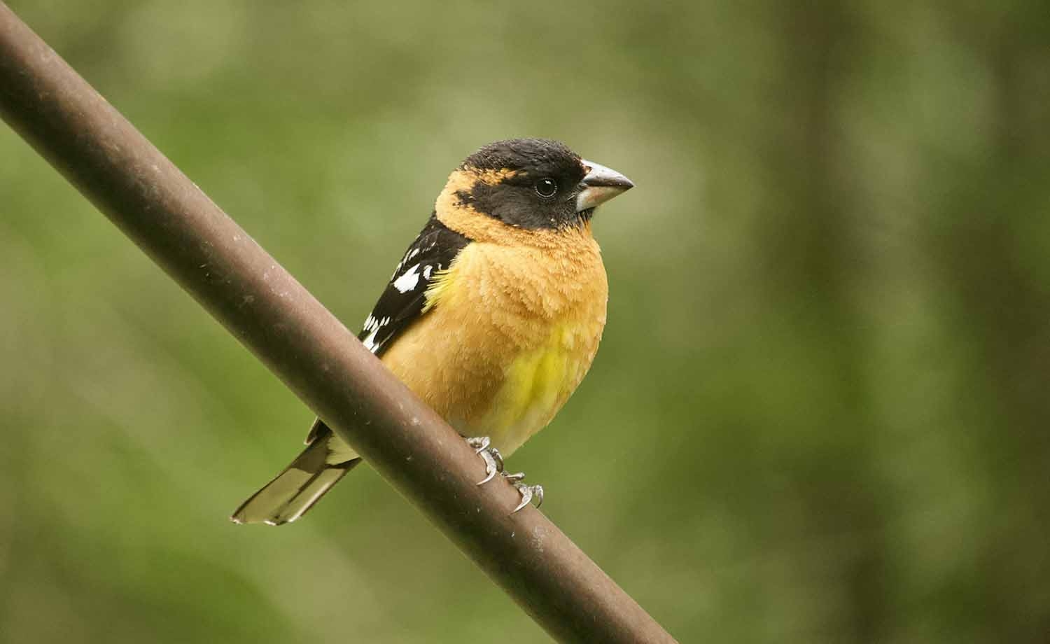 Pheucticus melanocephalus (Black-headed Grosbeak) - Animal species of ...