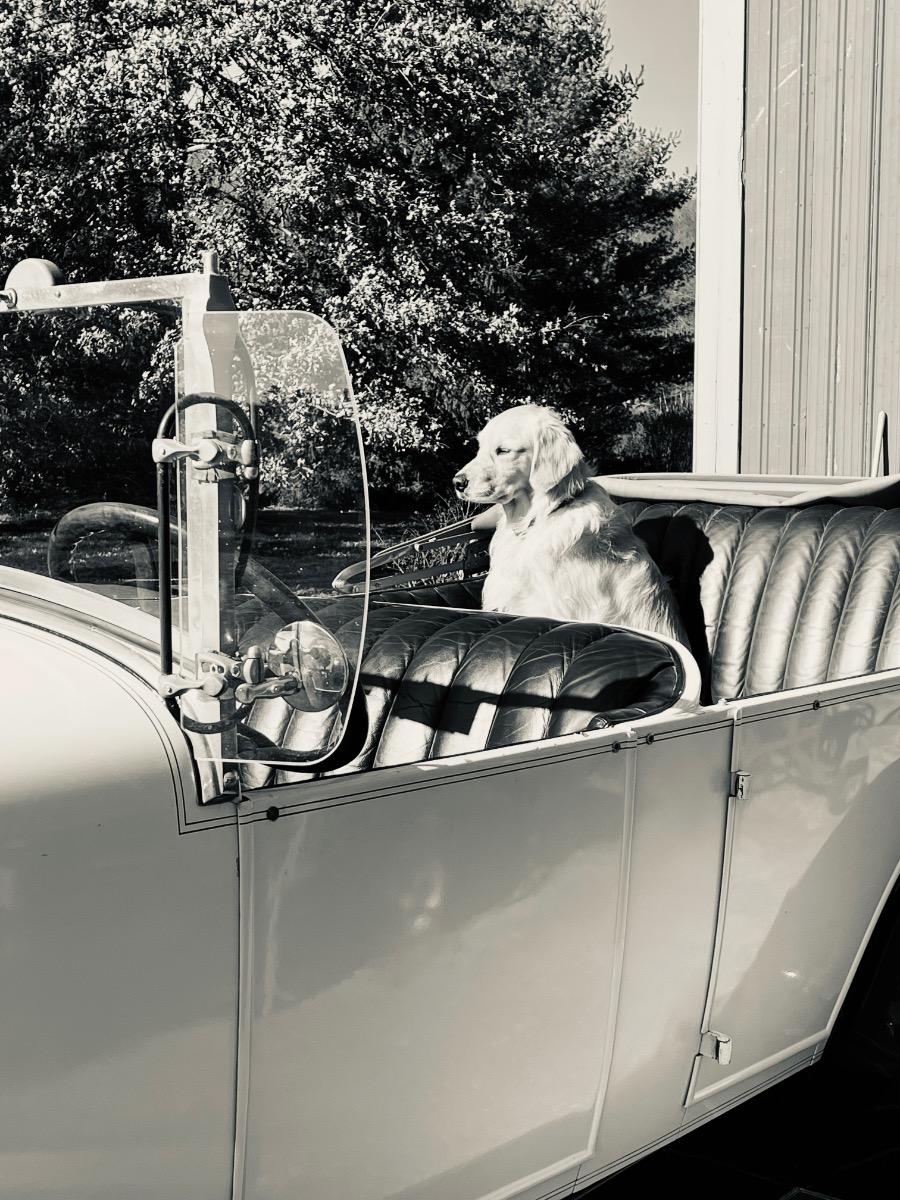 Does your dog like your old car? - Page 2 - General Discussion ...