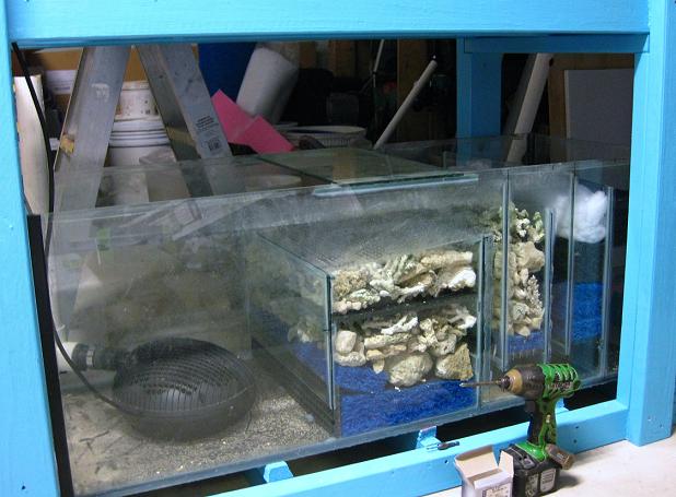 sump - Member Albums - Australian Cichlid Enthusiasts Forums