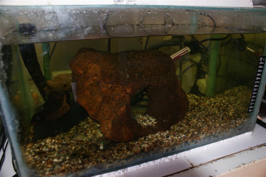 Melanochromis Auratus fry and 4 albino bristlenose - Member Albums ...
