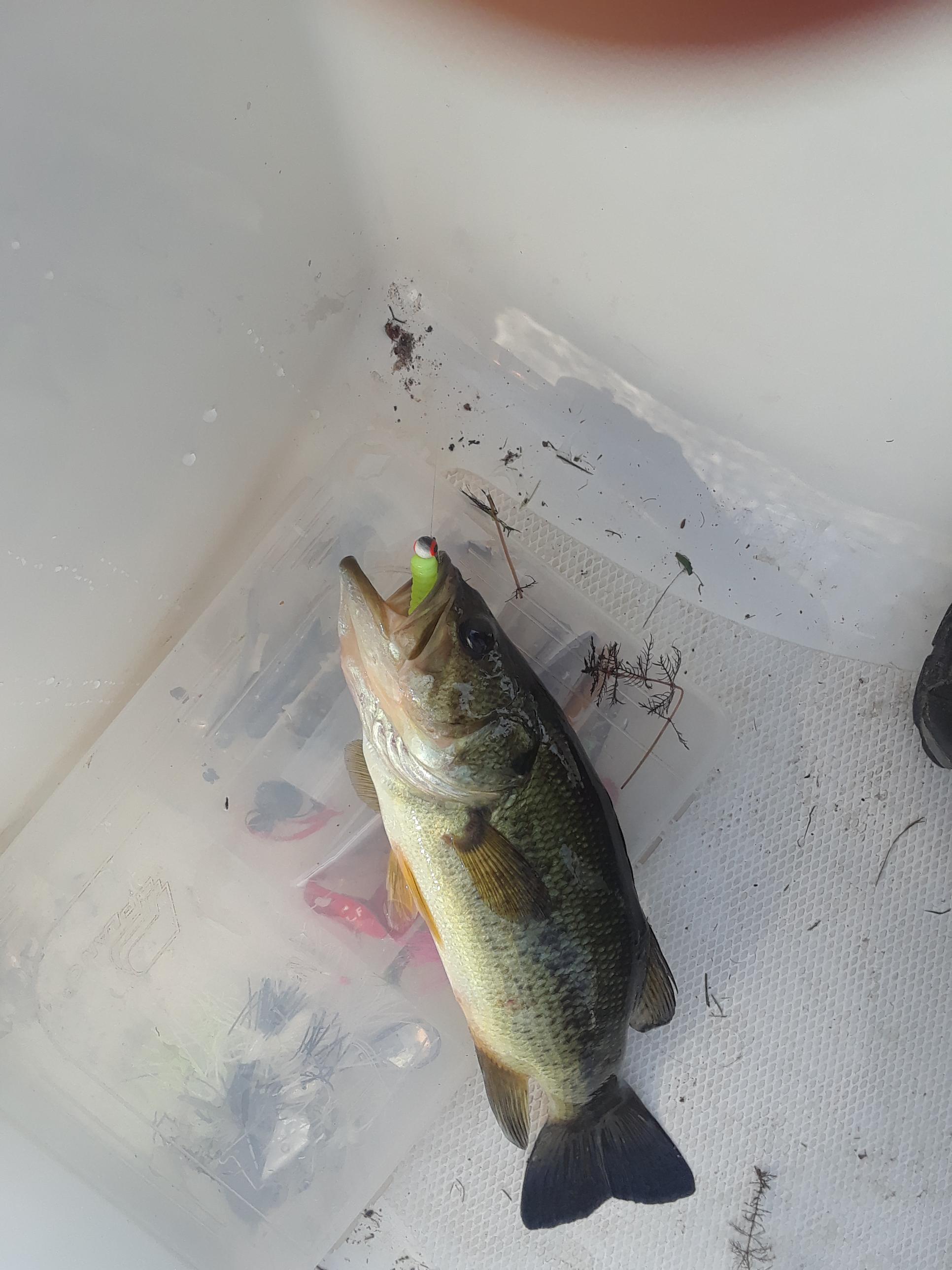 Chemong Lake fishing - Fishing Forum - Niagara Fishing Forum