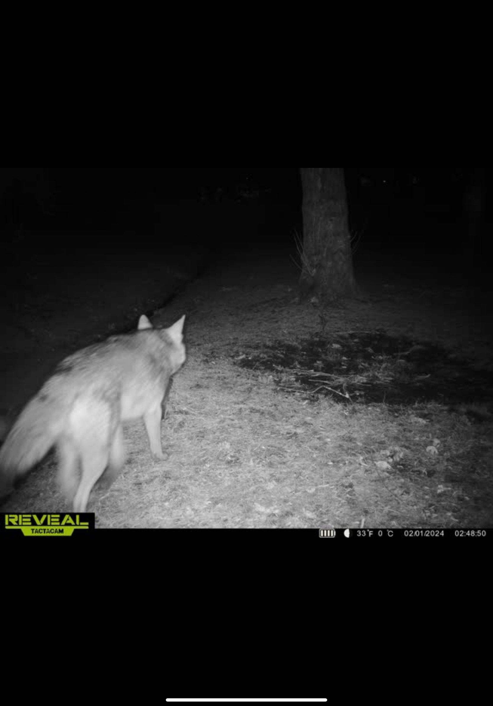 Red Fox in Town ? - Hunting and Conservation - Niagara Fishing Forum
