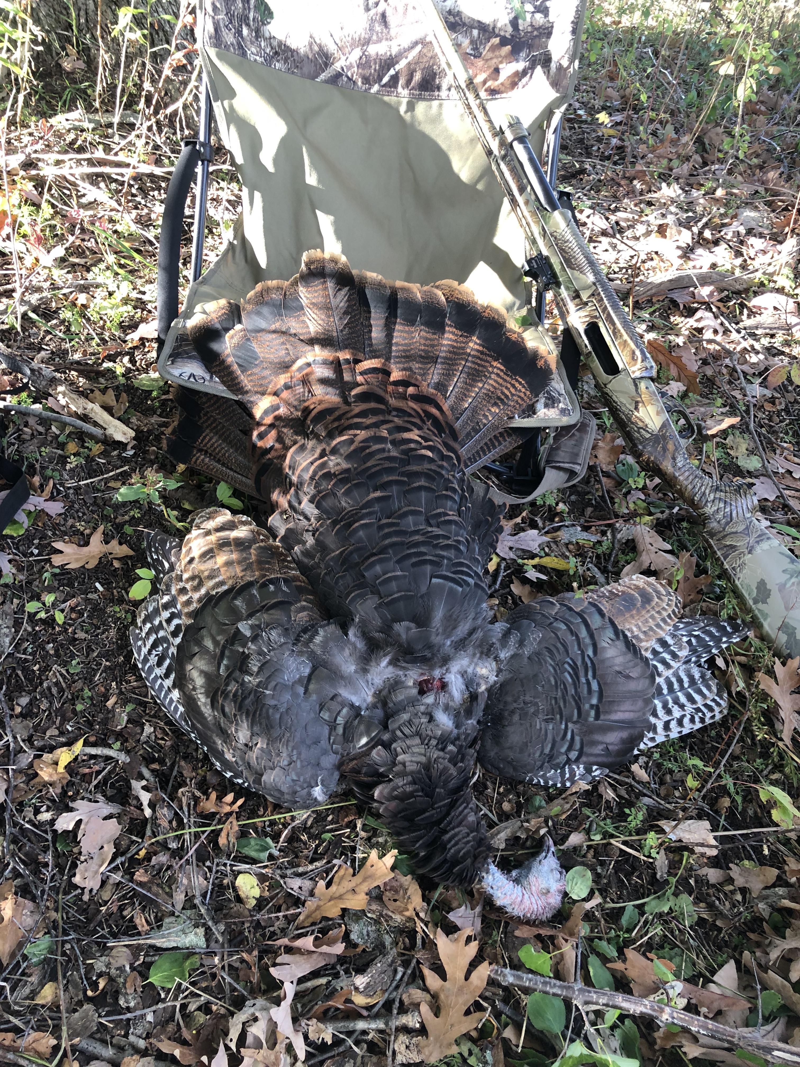 Fall Turkey - Hunting and Conservation - Niagara Fishing Forum