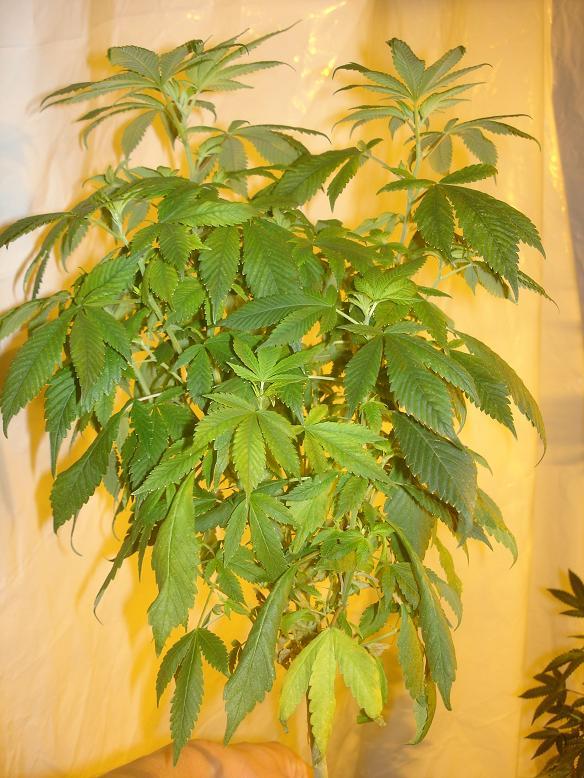 Mazar-I-Sharif & Hybrids - UK420