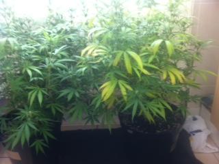 current grow problems - UK420