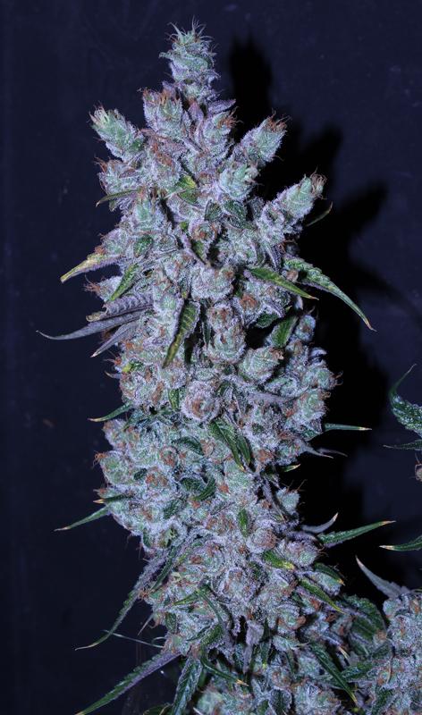 Goji OG for the community - Strain Talk - UK420