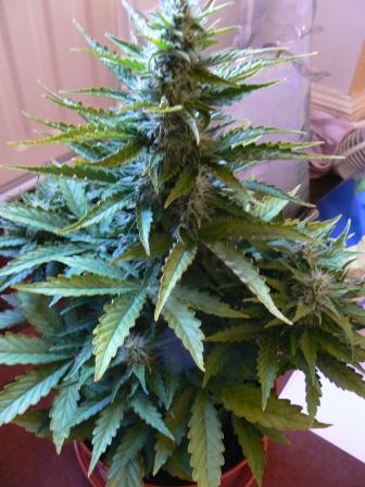 Fast growing but slightly curly leaved lowryder 2 - Sick Plants - UK420