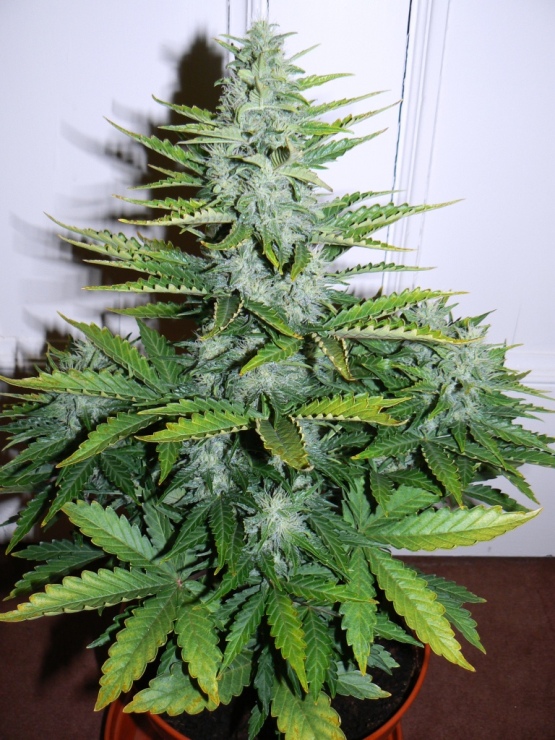 Fast growing but slightly curly leaved lowryder 2 - Sick Plants - UK420