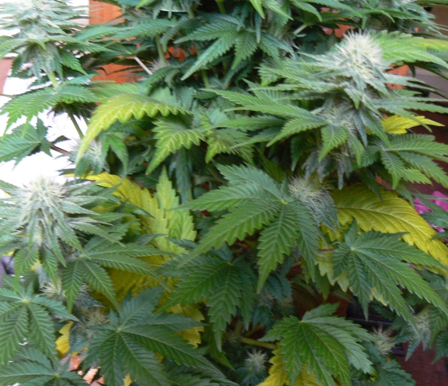 Yellowing Fan leaves on my Pure Power Plant - Sick Plants - UK420