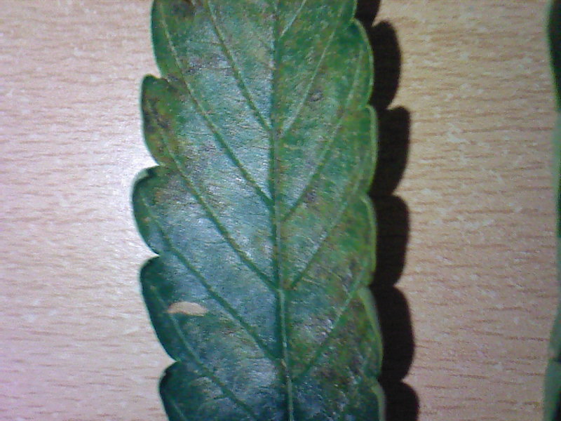 Mazar Leaf Problems - General Growing Questions - UK420