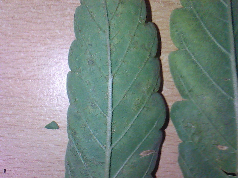 Mazar Leaf Problems - General Growing Questions - UK420