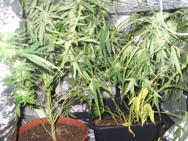 Fan Leaves Turning Yellow - Sick Plants - UK420