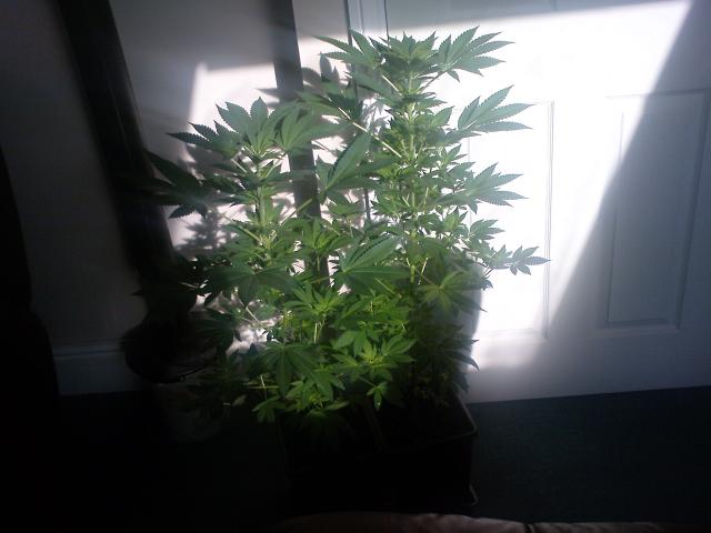 Mazar under skylight - Growing Under Glass - UK420