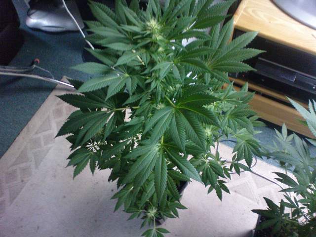 Mazar under skylight - Growing Under Glass - UK420