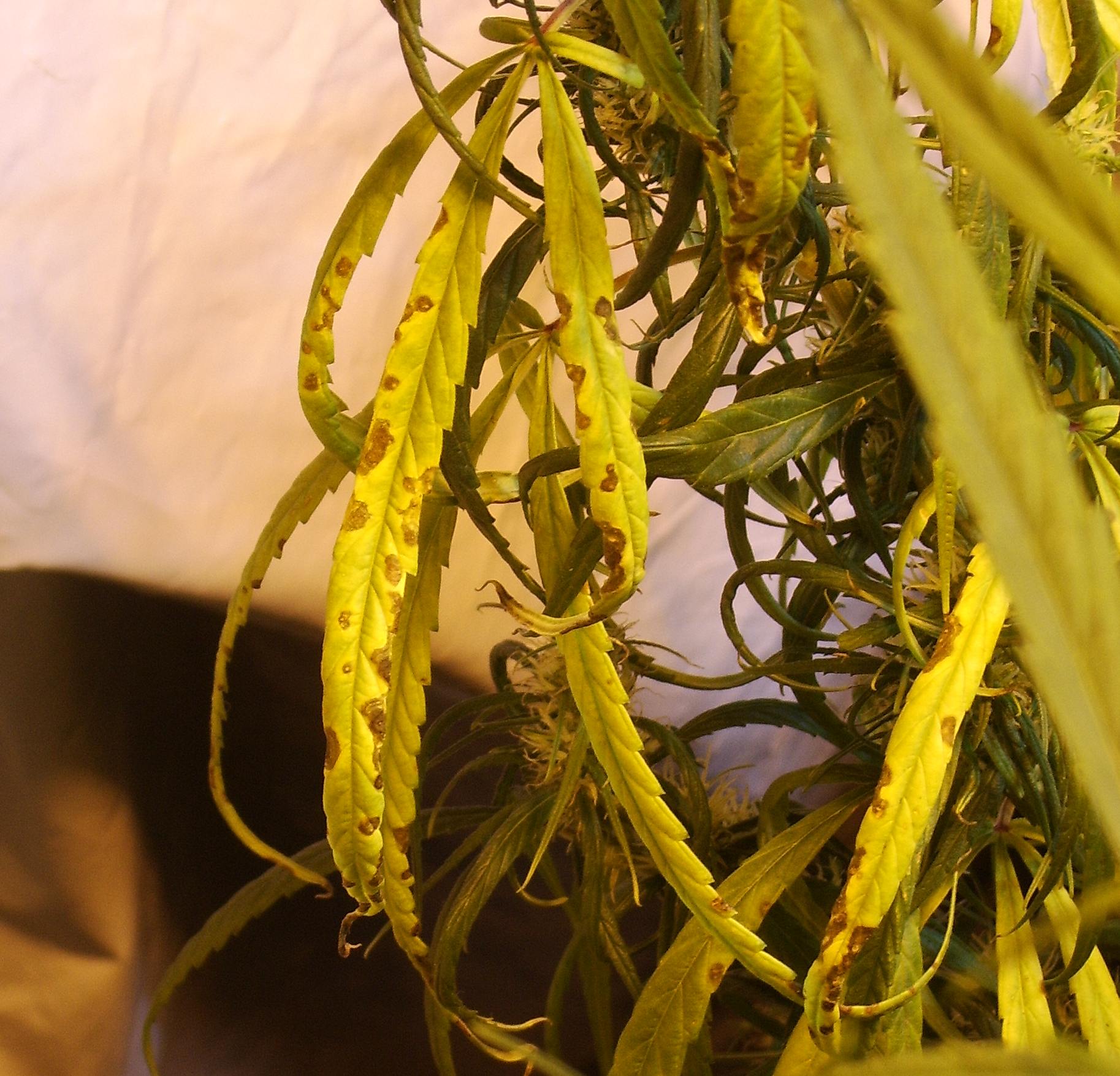 Sick plants - Sick Plants - UK420