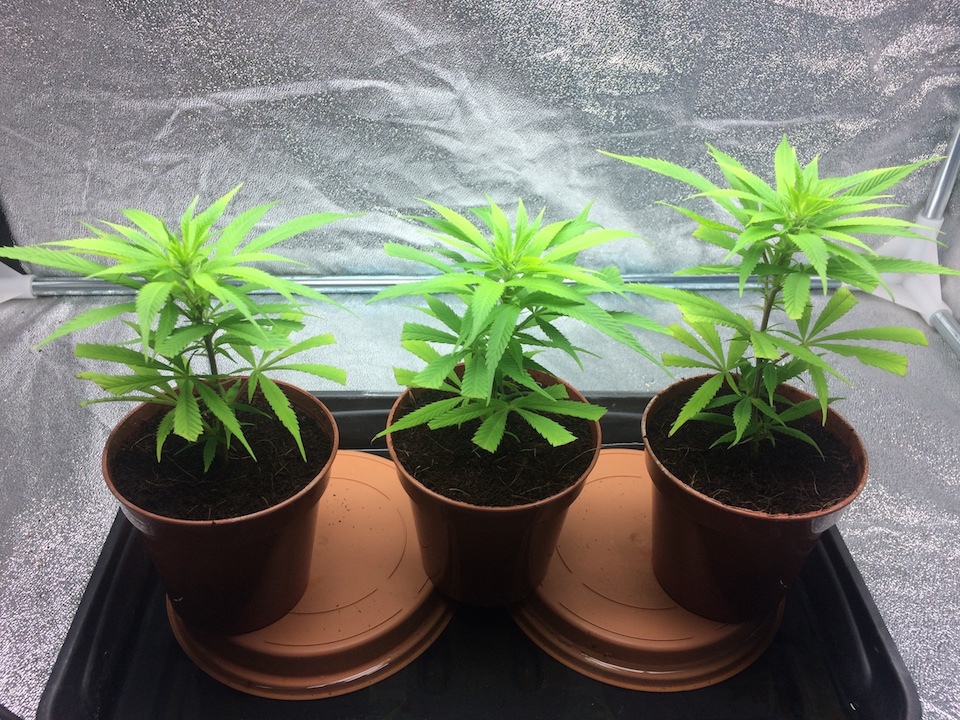3 Oldtimes cuts in 10l hempy buckets. - UK420