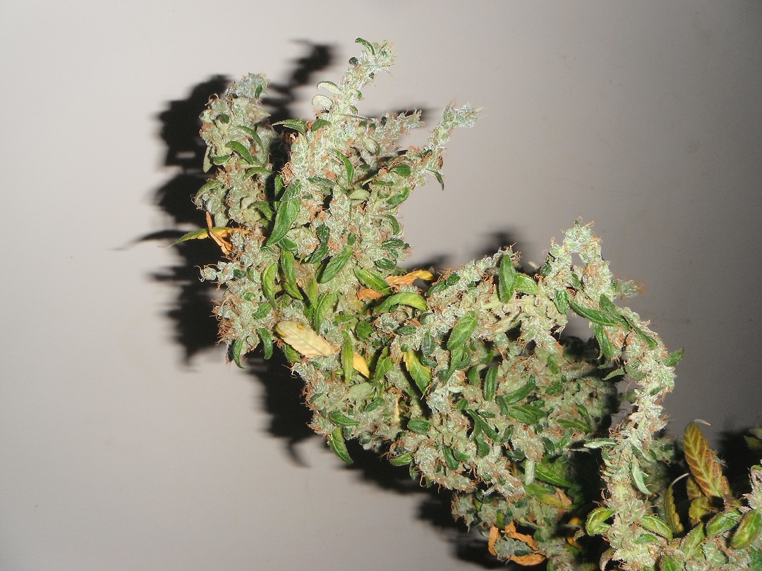 Female Seeds Dream Berry - UK420
