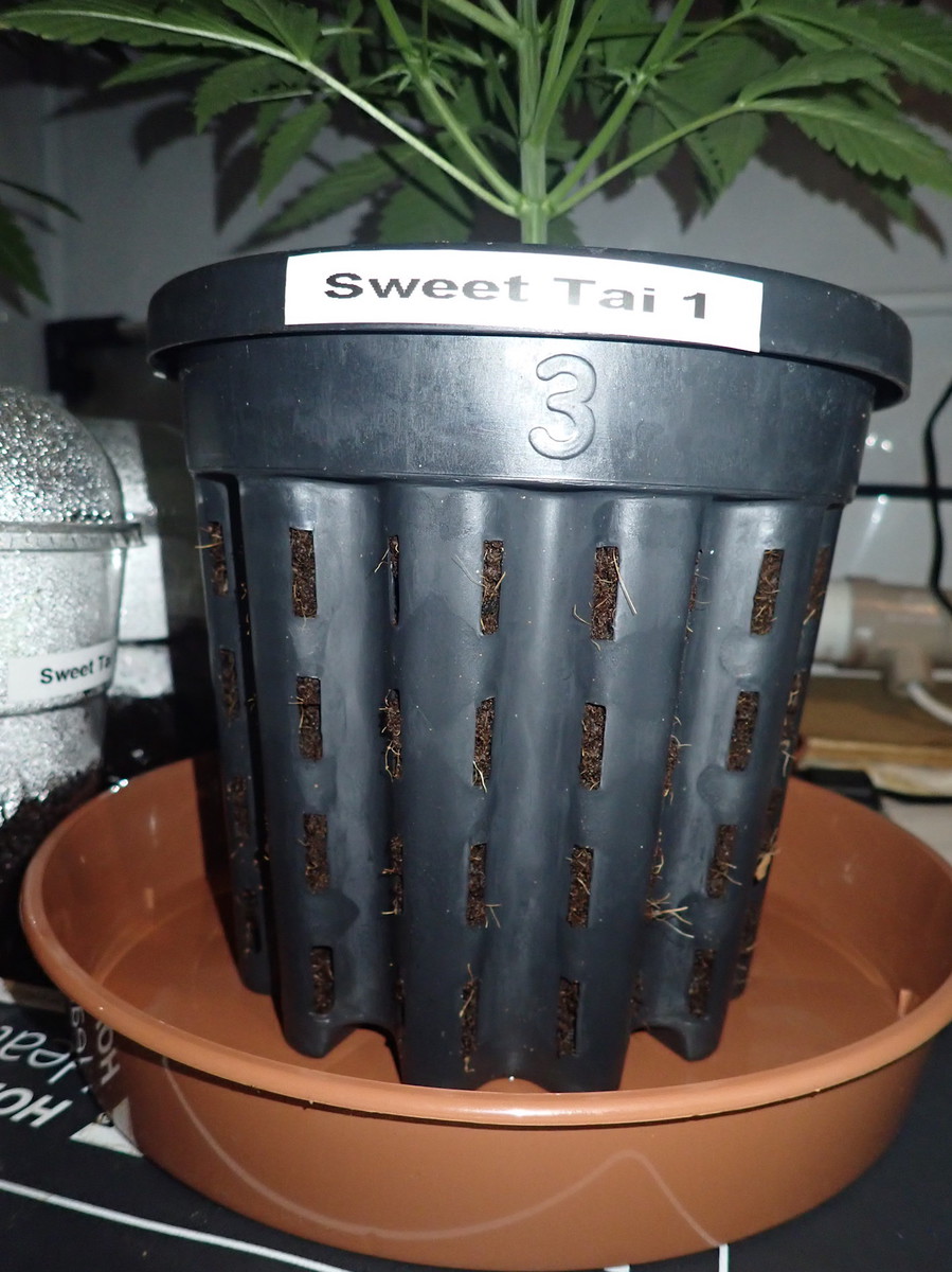My plants seem to be over watered, can they still recover or should I ...