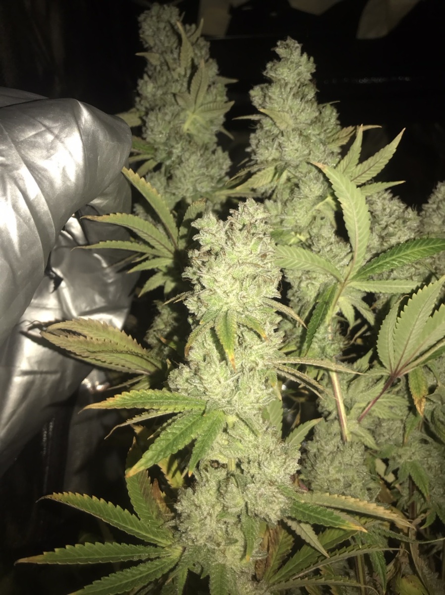 Dinafem gorilla & Aflemco Limelock - UK420