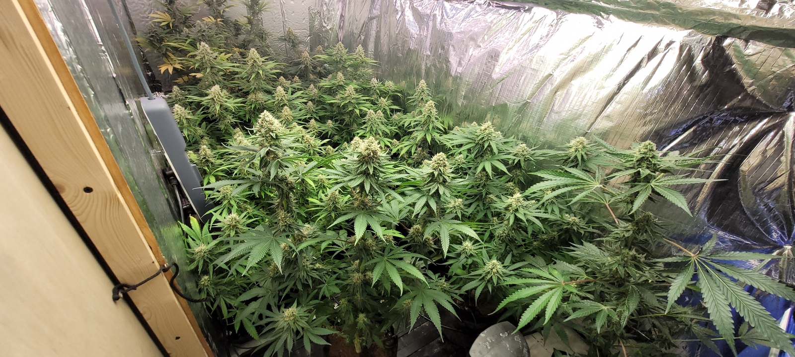 Grow 2.0 / new loft build / coco - Page 3 - L.E.D Grows - UK420